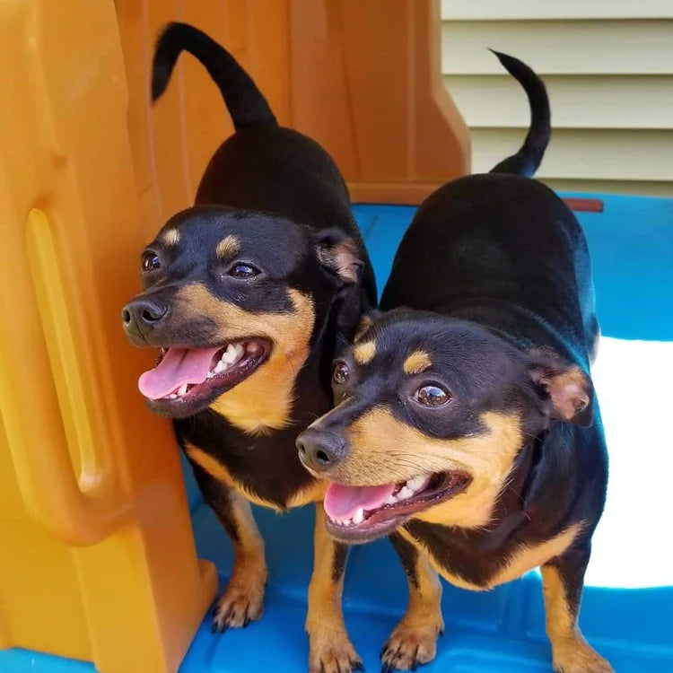Doxie & Dog
